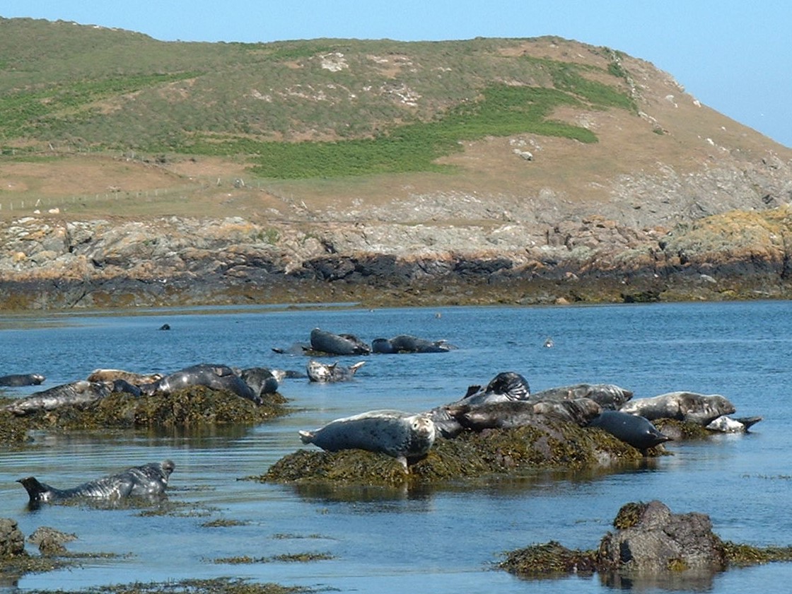 Enlli – Bardsey Island – Lleyn Holidays
